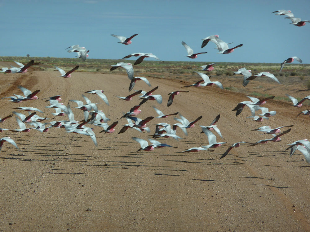 Lake Eyre